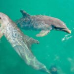 Ocho Rios: Dolphin Cove and Dunn's River Falls from Mobay - Practical Considerations