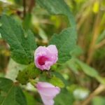 Off Road Rain Forest 4X4 Drive in St. Kitts - What Travelers Say: Authentic Praise and Insights