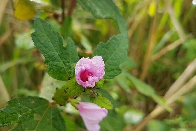 Off Road Rain Forest 4X4 Drive in St. Kitts - What Travelers Say: Authentic Praise and Insights