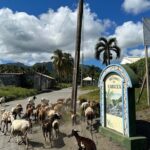 Owia Salt Pond Tour and Black Point Tunnel with Topdawg Taxi and Tours - Authentic Experiences and Valuable Insights