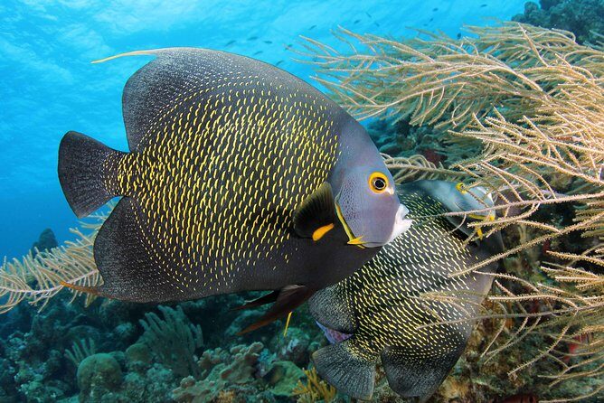 PADI Discover Scuba Dive at 5 Star Dive Center Blue Bay Dive, Curacao - Why This Tour Excels