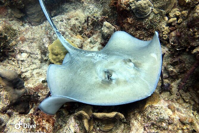 PADI Open Water Diver Course in Bayahibe - Why This Course Is a Good Fit