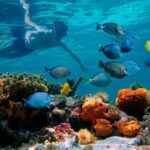 Paradise Island Cayo Arena Tour Snorkeling, Mangroves, Local Food - Practical Details and Tips