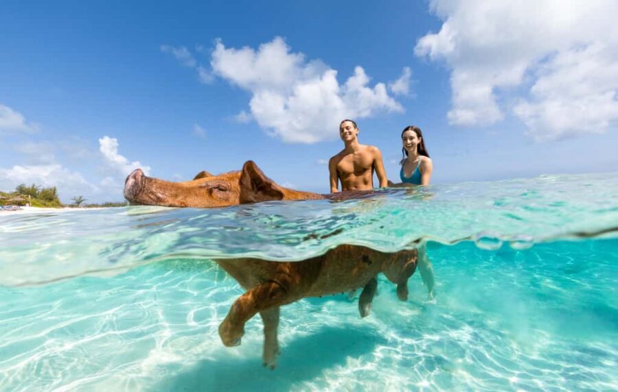 Paradise Island: Rose Island Tour with Swimming Pigs & Lunch - What the Reviews Say
