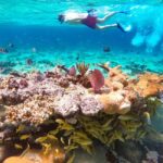 Pearl Island Beach: Full-day Snorkelling with Lunch - What the Reviews Tell Us