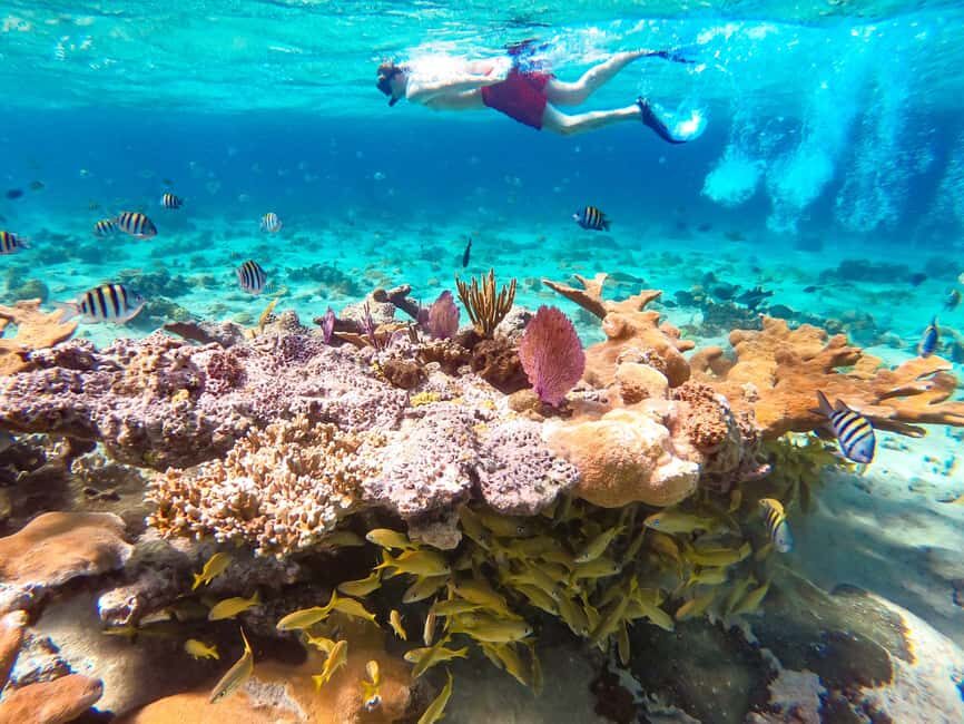 Pearl Island Beach: Full-day Snorkelling with Lunch - What the Reviews Tell Us
