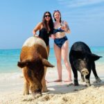 Perfect Day Swimming Pigs, Turtles, Reef Snorkel & Lunch - The Experience in Depth