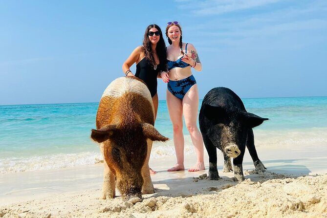 Perfect Day Swimming Pigs, Turtles, Reef Snorkel & Lunch - The Experience in Depth
