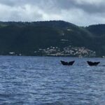 PH Whale Watch & Dolphin Cruise in Dominica - The Itinerary: What You Can Expect