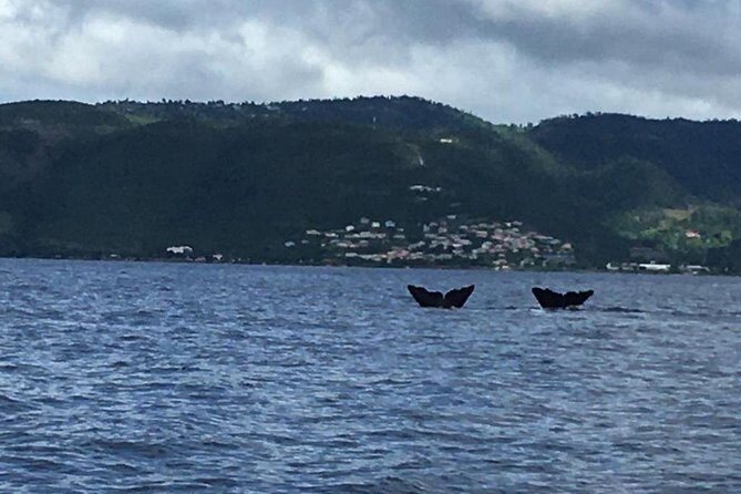 PH Whale Watch & Dolphin Cruise in Dominica - The Itinerary: What You Can Expect