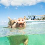 Pink Sand Beach and Swimming Pigs Adventure from Nassau - Who Should Book This Tour?