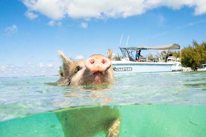 Pink Sand Beach and Swimming Pigs Adventure from Nassau - Who Should Book This Tour?