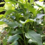 Pirates and Beach Tour with Detention Tours - The Itinerary Breakdown