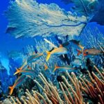 Platinum Catalina Island and Chavon River - The Practicalities: What’s Included and What’s Not