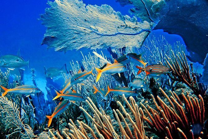 Platinum Catalina Island and Chavon River - The Practicalities: What’s Included and What’s Not