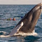 Platinum Whale Sightseeing and Cayo Levantado Island Tour - What Our Reviewers Say