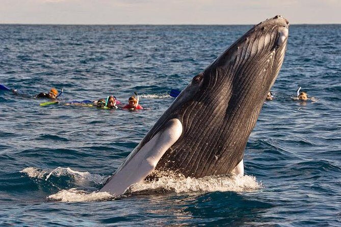 Platinum Whale Sightseeing and Cayo Levantado Island Tour - What Our Reviewers Say