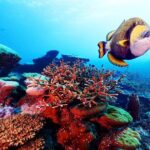 Private 90 Minute Snorkel Tour at Anse Cochon Marine Reserve - What to Expect: From Booking to Return