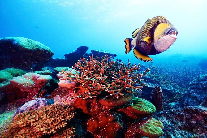 Private 90 Minute Snorkel Tour at Anse Cochon Marine Reserve - What to Expect: From Booking to Return