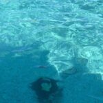 Private Beach Day Snorkeling and Swimming with Pig in Rose Island - Who Would This Tour Suit Best?