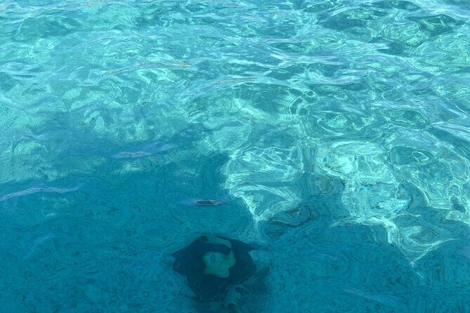 Private Beach Day Snorkeling and Swimming with Pig in Rose Island - Who Would This Tour Suit Best?