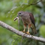 Private Birdwatching in Los Haitises National Park - Who Will Love This Tour?