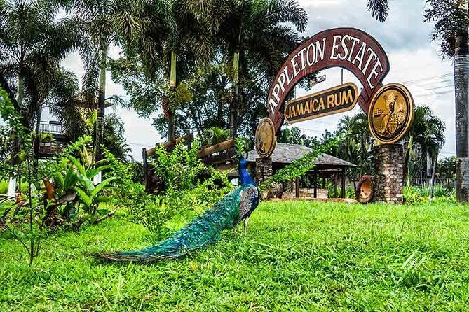 Private Black River and Appleton Rum Tour From Negril - Black River Safari: An Authentic Wildlife Encounter
