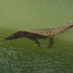 Private Black River Safari Guided Tour & YS Falls Tour - What to Expect at YS Falls