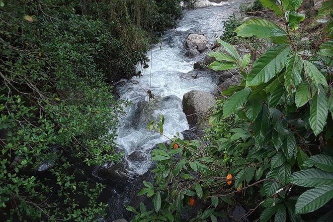Private Blue Mountain tour from Ocho Rios - What the Reviews Say: Authenticity, Scenery, and Value
