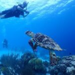 private Boat Dive charter with local guide and all Equipment - What Past Participants Say