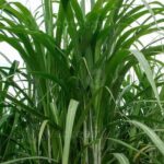 Private: Cultural Higuey & Yuma River Expedition - A Deep Dive into the Experience