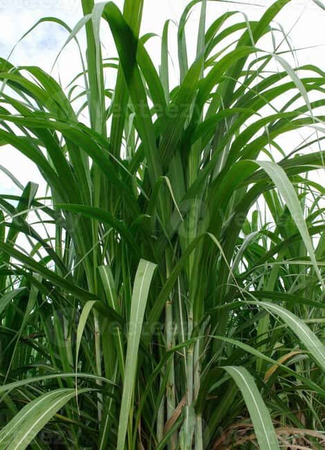 Private: Cultural Higuey & Yuma River Expedition - A Deep Dive into the Experience