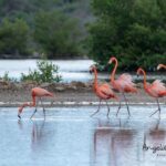 Private Curaçao West Coast: Beach & Nature Photography Tour - Key Points