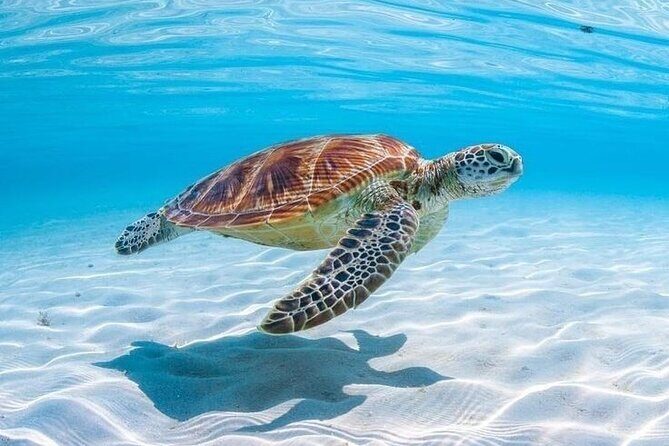 Private Custom Snorkeling and Cruising Experience in Aruba - The Experience: What You Can Expect