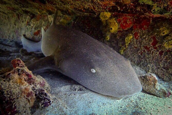 Private Dive at Shipwreck + Beautiful Reef Spot(Certified divers) - Who Will Love This Tour?