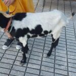 Private: Dominican Countryside Safari & Cultural Immersion - Visiting the Taino Valley Tropical Park