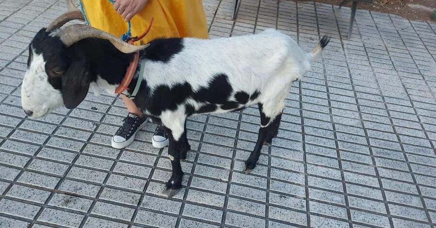 Private: Dominican Countryside Safari & Cultural Immersion - Visiting the Taino Valley Tropical Park