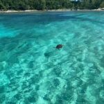 Private Eleuthera Island: Swim With Pigs, Turtles & Stingrays - What’s Included and What to Expect