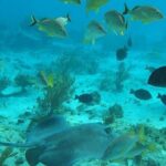 Private Full Day Charter - Stingray City, Starfish Point, Kaibo & Snorkeling - Authentic Reviews: Highlights from Travelers