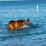 Private Group Scenic Tour in Barbados - Who Will Benefit Most?