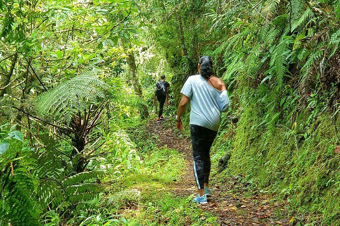 Private Guided Hiking Tour to the Blue Mountains - What Makes This Tour Stand Out