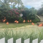 Private Guided Tour Around Nassau, The Bahamas - A Deep Dive into the Nassau Private Tour