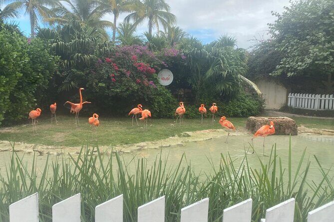 Private Guided Tour Around Nassau, The Bahamas - A Deep Dive into the Nassau Private Tour