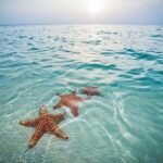 Private Half-Day Charter to Stingray City, Starfish Point and Snorkeling Tour - Who Is This Tour Best For?