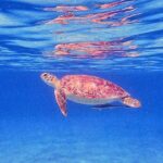 Private Half-Day Guided Snorkeling Charter in St. Thomas - Authentic Experiences from Past Guests