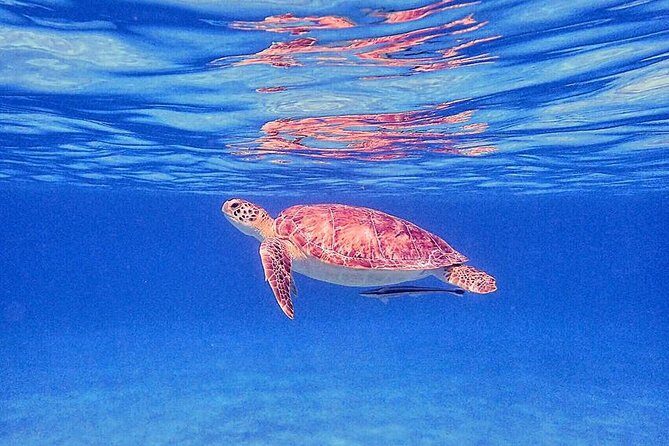 Private Half-Day Guided Snorkeling Charter in St. Thomas - Authentic Experiences from Past Guests