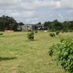 Private Hampden Estate Rum Trip from Montego Bay - The Itinerary: What to Expect on the Day