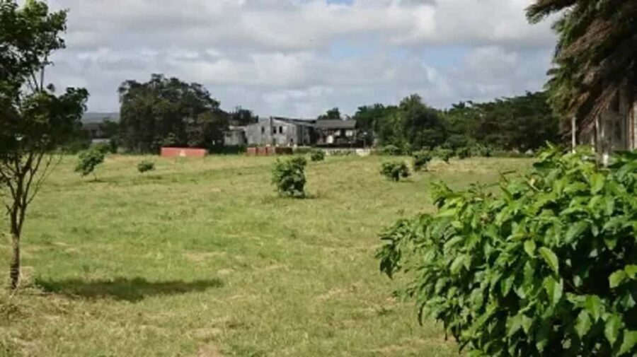 Private Hampden Estate Rum Trip from Montego Bay - The Itinerary: What to Expect on the Day