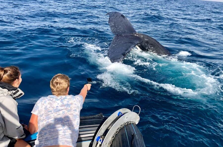Private: Humpback Whale Encounter in Samaná Bay - Who Will Love This Tour?
