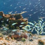 Private Island Kayak and Snorkel Tour in Vieques - The Itinerary in Detail